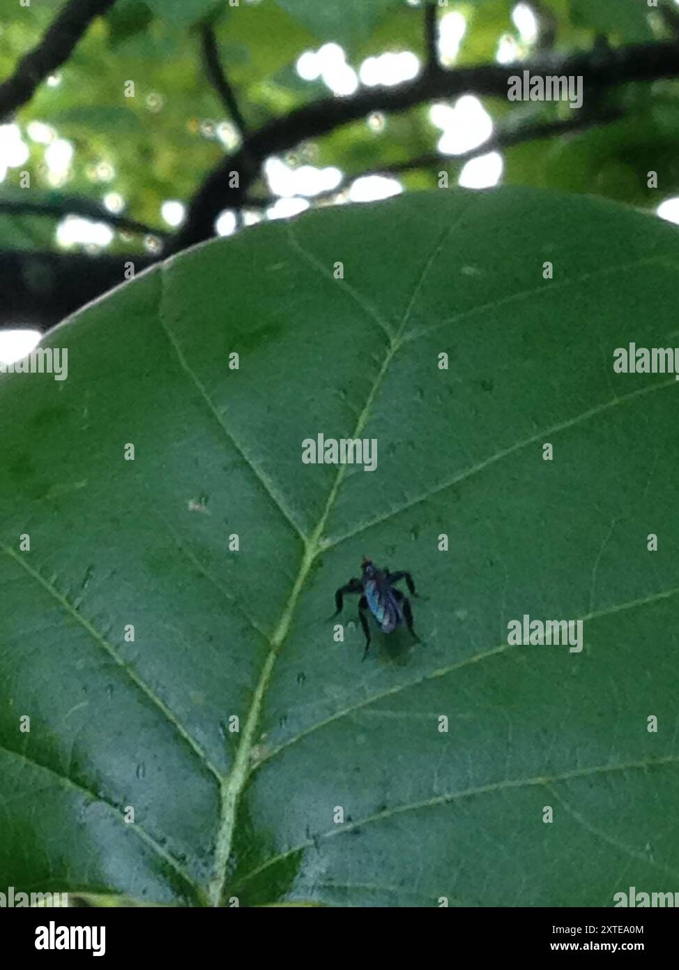 Long-tailed Dance Fly (Rhamphomyia longicauda) Insecta Stock Photo - Alamy