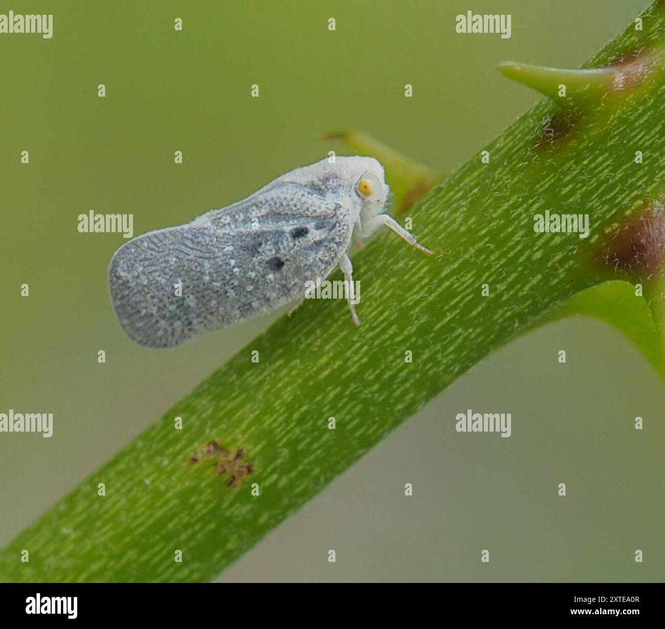 Citrus Flatid Planthopper (Metcalfa pruinosa) Insecta Stock Photo - Alamy