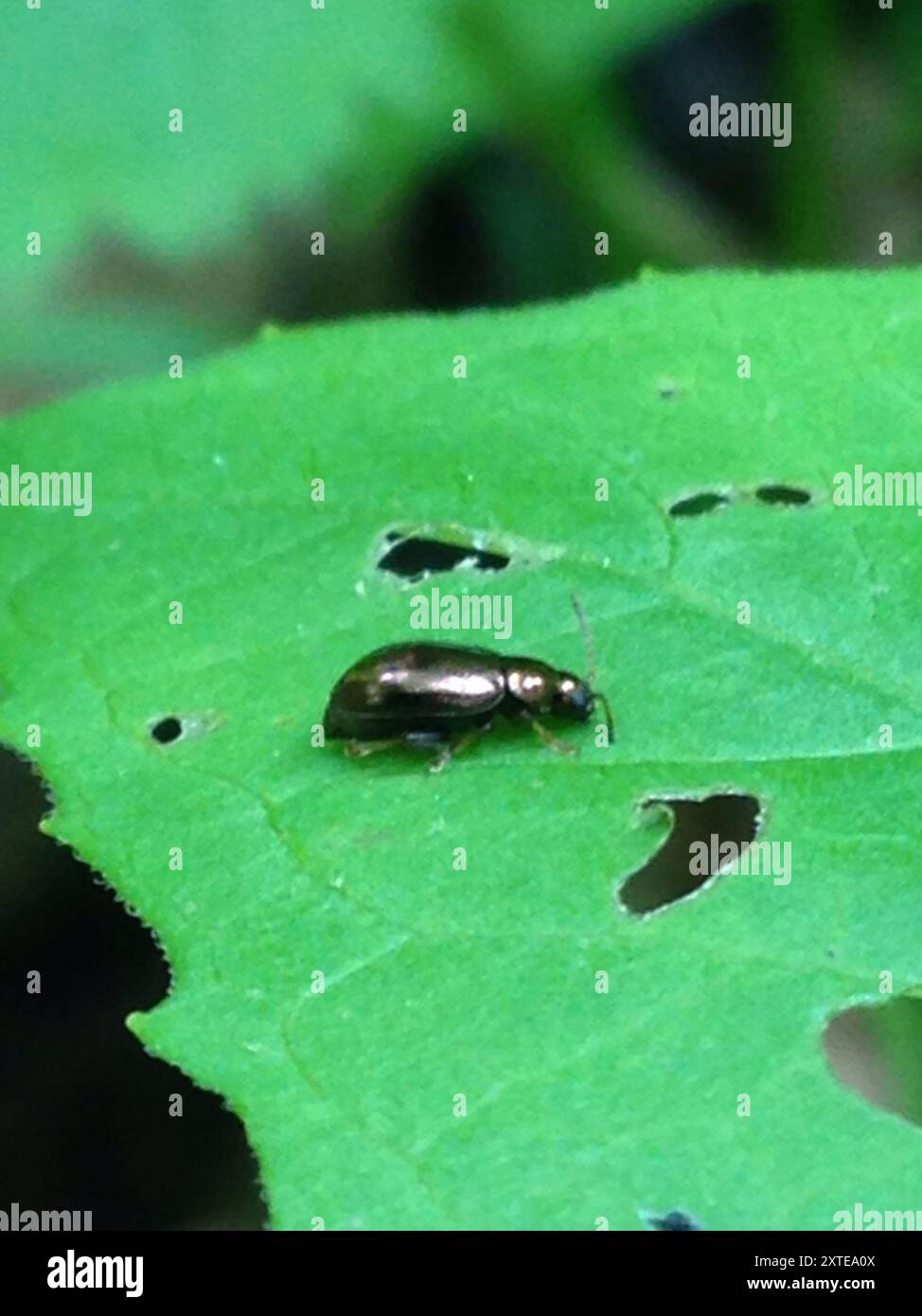 Flea Beetles (Alticini) Insecta Stock Photo - Alamy
