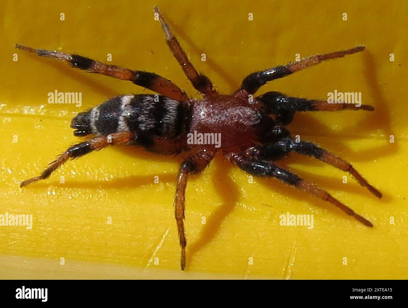 Variegated Ground Spider (Sergiolus capulatus) Arachnida Stock Photo ...