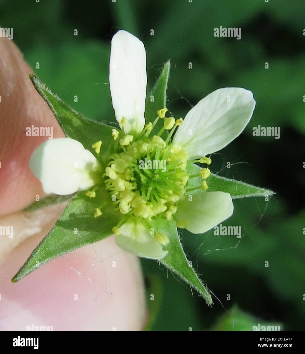 white avens (Geum canadense) Plantae Stock Photo - Alamy