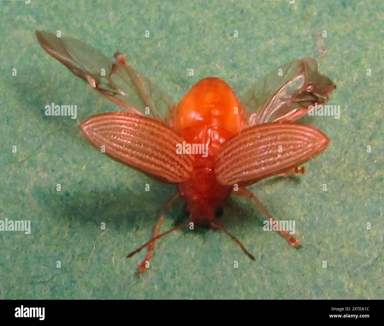 Grape Colaspis (Colaspis brunnea) Insecta Stock Photo - Alamy