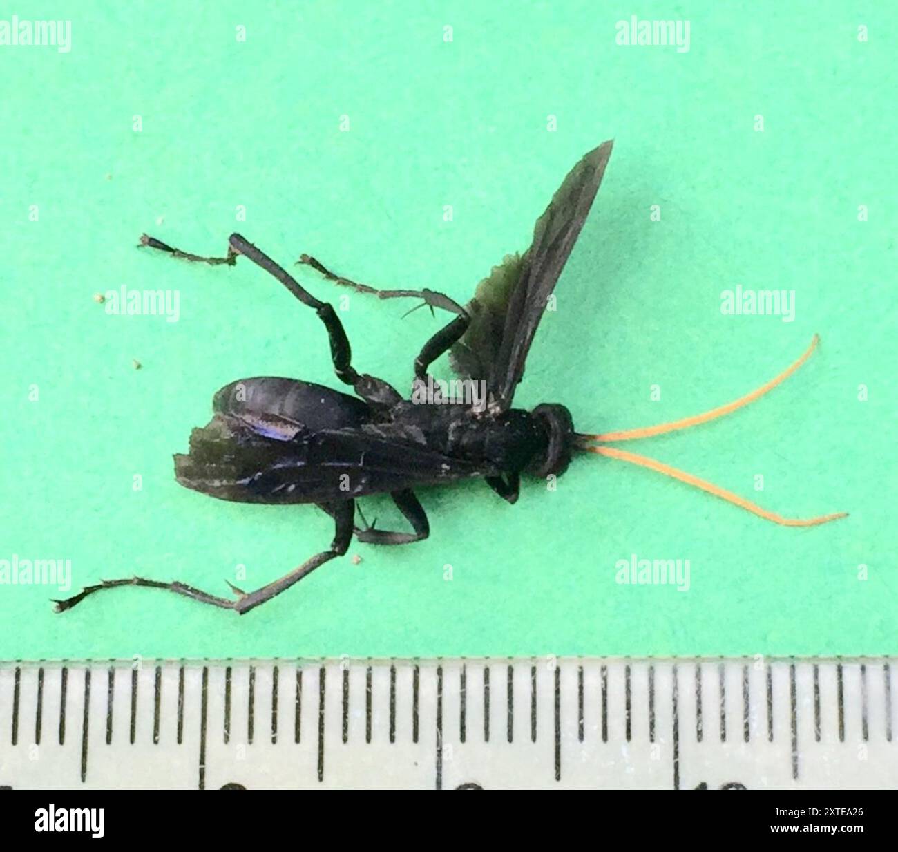 Tawny-horned Spider Wasp (Entypus fulvicornis) Insecta Stock Photo - Alamy