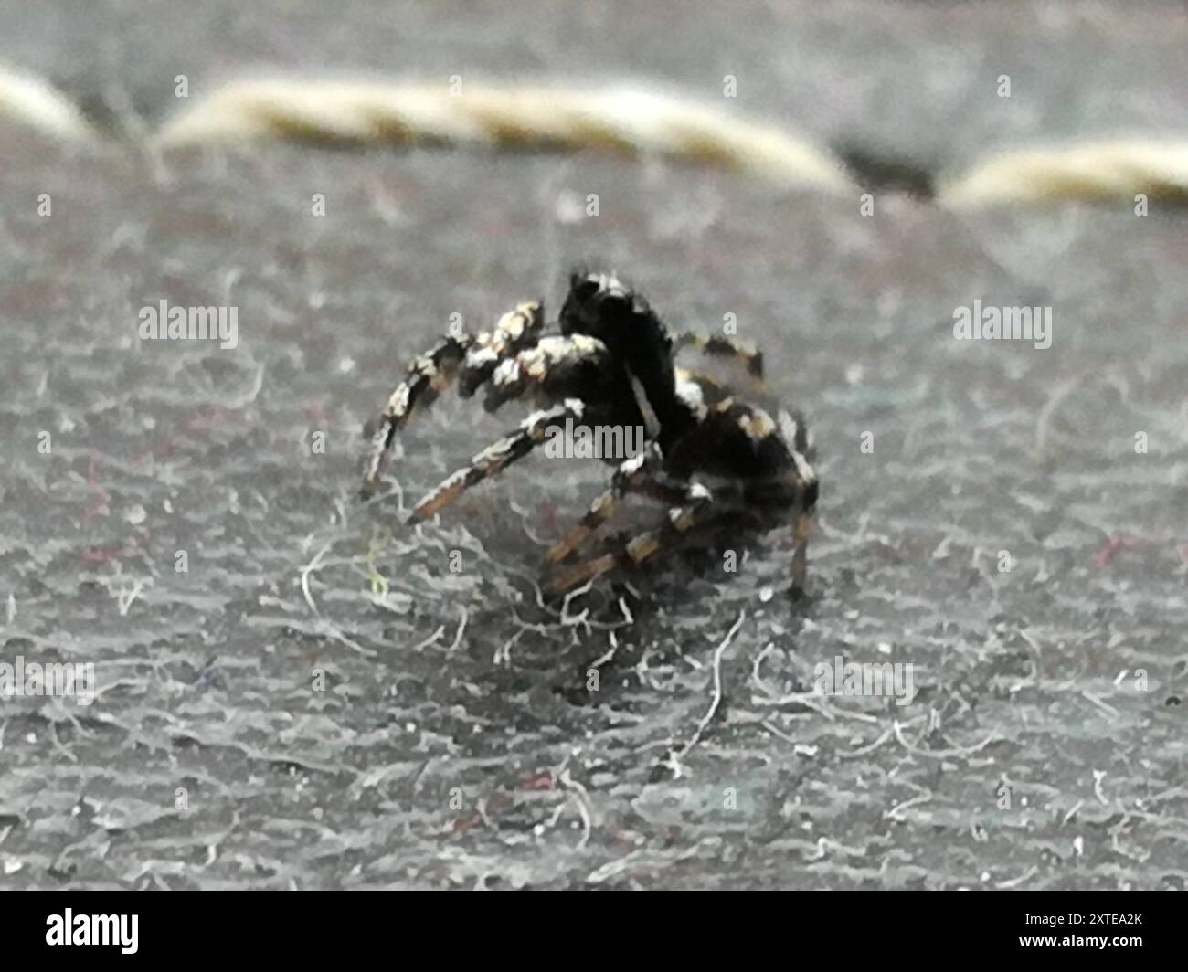 Zebra Jumping Spider (Salticus scenicus) Arachnida Stock Photo - Alamy