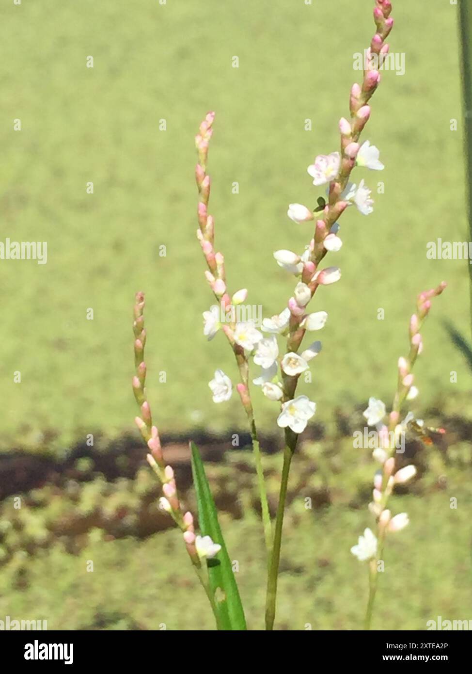 swamp smartweed (Persicaria hydropiperoides) Plantae Stock Photo - Alamy