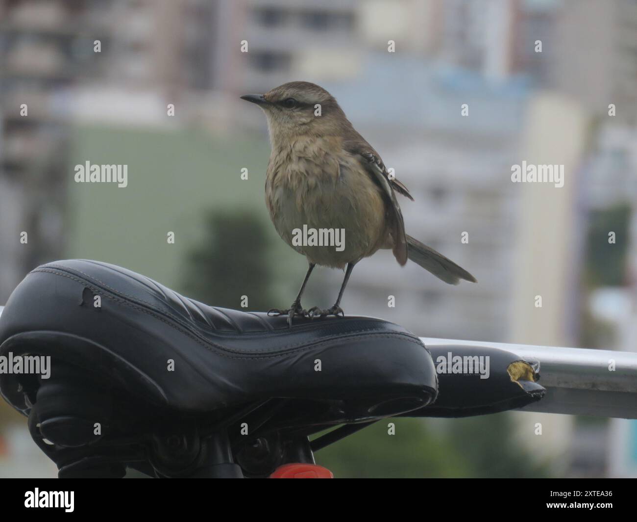 Chalk-browed Mockingbird (Mimus saturninus) Aves Stock Photo - Alamy