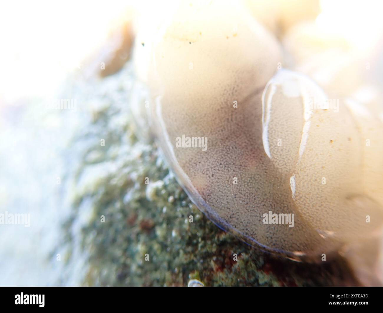 Chitons (Polyplacophora) Mollusca Stock Photo - Alamy