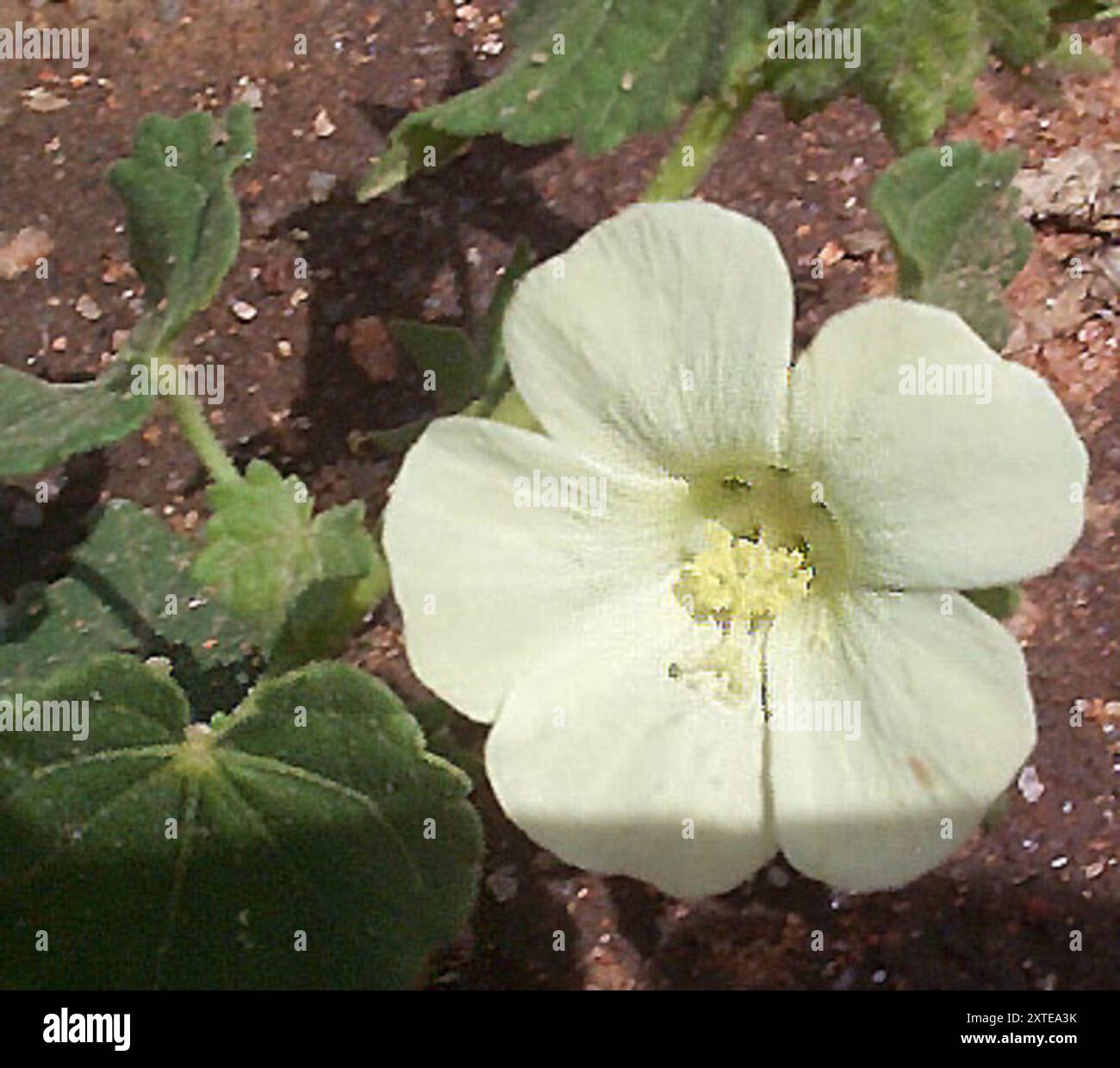 Dainty Pavonia (Pavonia burchellii) Plantae Stock Photo - Alamy
