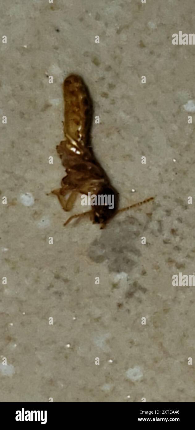 Webspinners (Embioptera) Insecta Stock Photo - Alamy