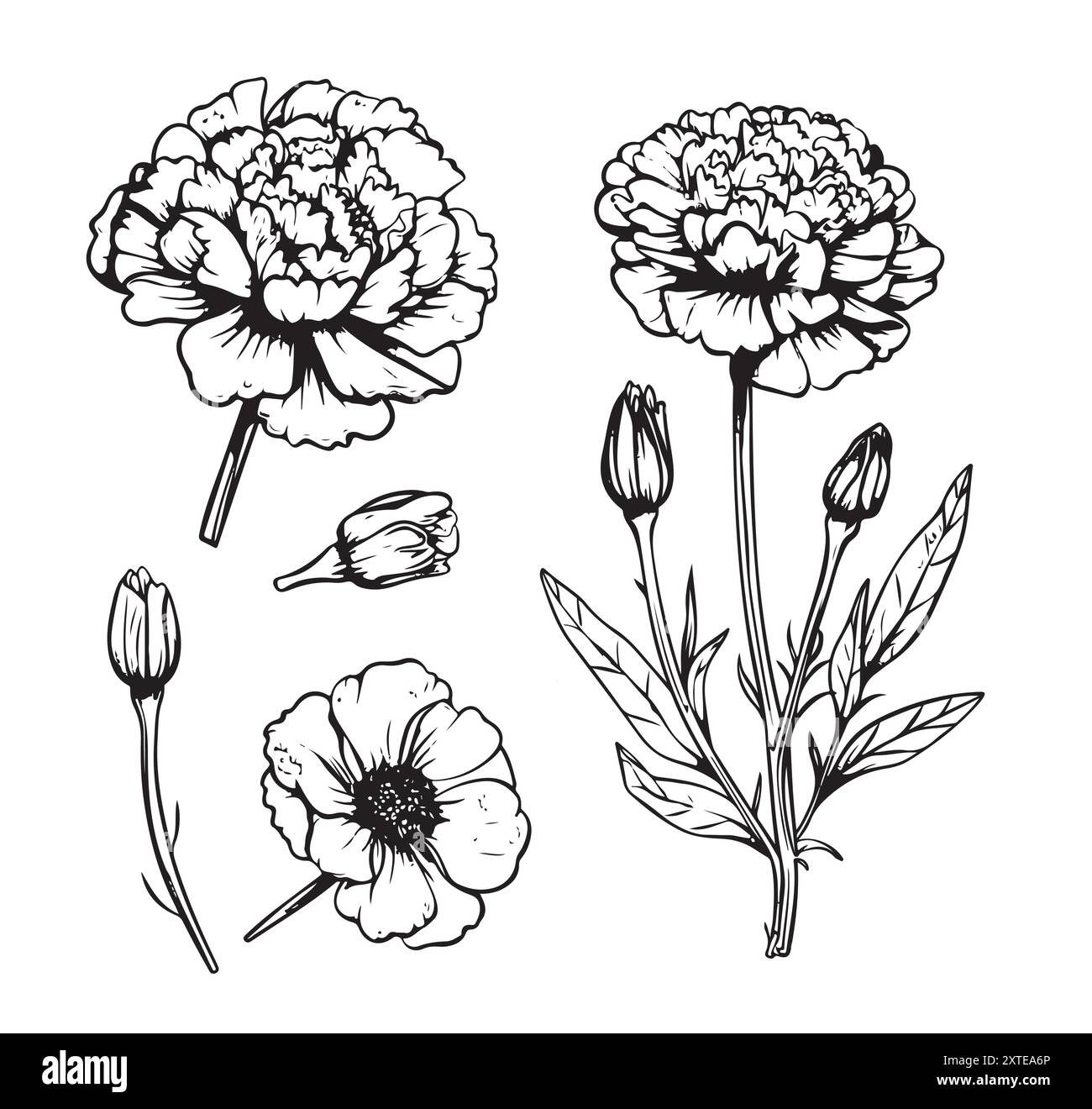 Set of botanical sketch of various marigold flowers with shading ...