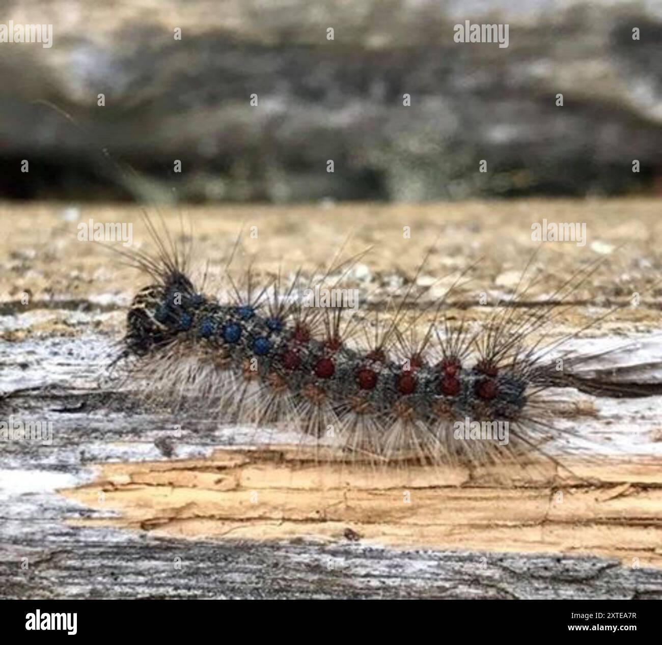 Spongy Moth (Lymantria dispar) Insecta Stock Photo - Alamy