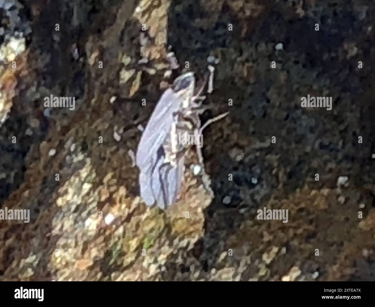 Winged and Once-winged Insects (Pterygota) Insecta Stock Photo - Alamy