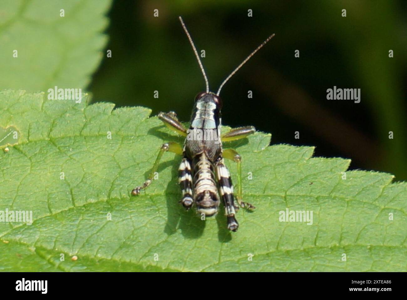 Green-legged Spur-throat Grasshopper (Melanoplus viridipes) Insecta ...