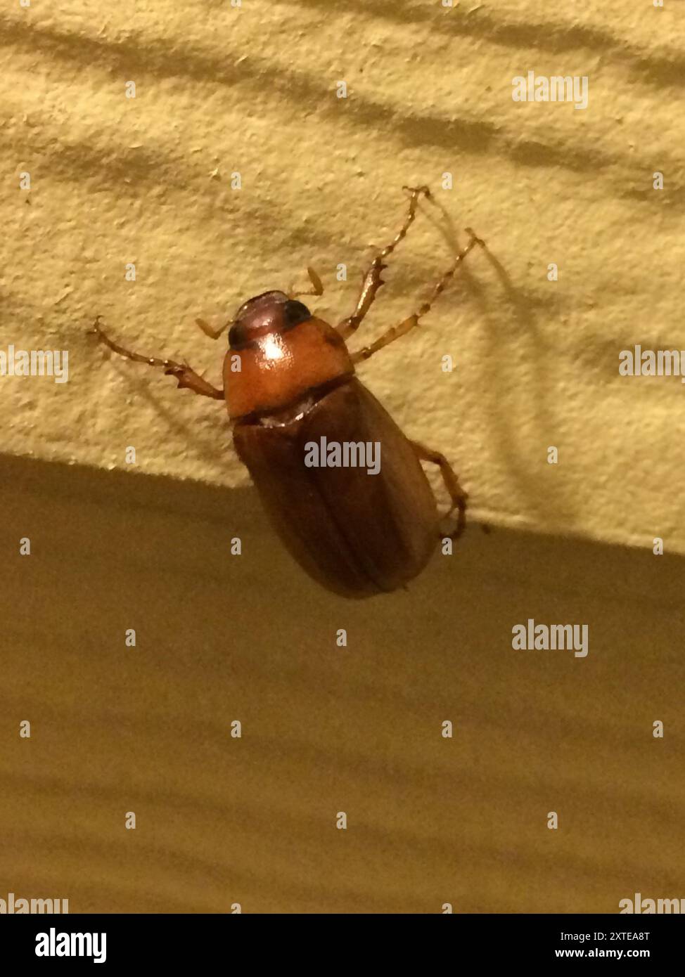 May Beetles (Phyllophaga) Insecta Stock Photo - Alamy