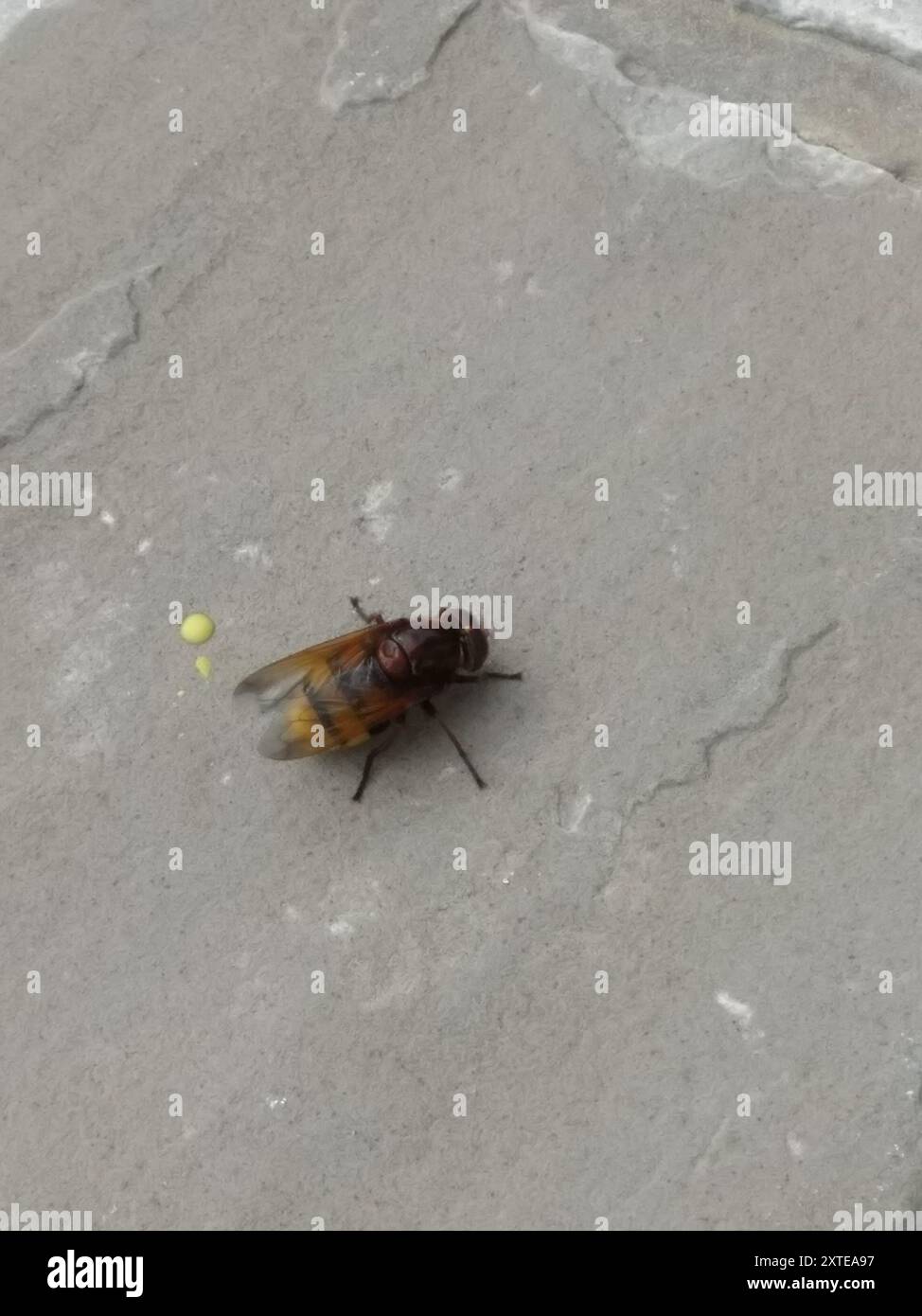 Hornet Mimic Hover Fly (Volucella zonaria) Insecta Stock Photo - Alamy