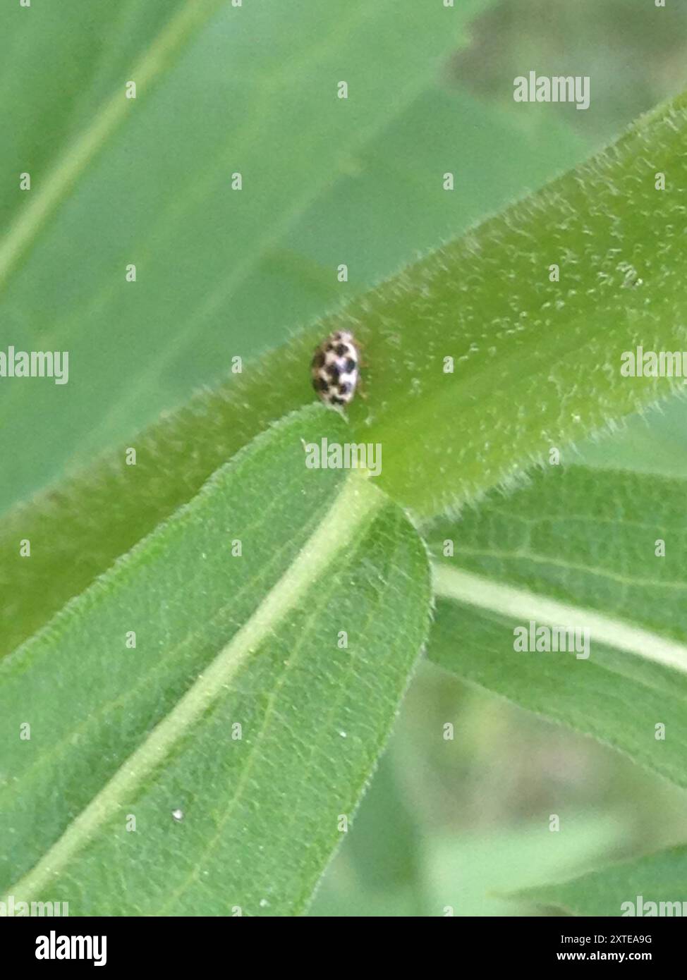 Twenty-spotted Lady Beetle (Psyllobora vigintimaculata) Insecta Stock ...