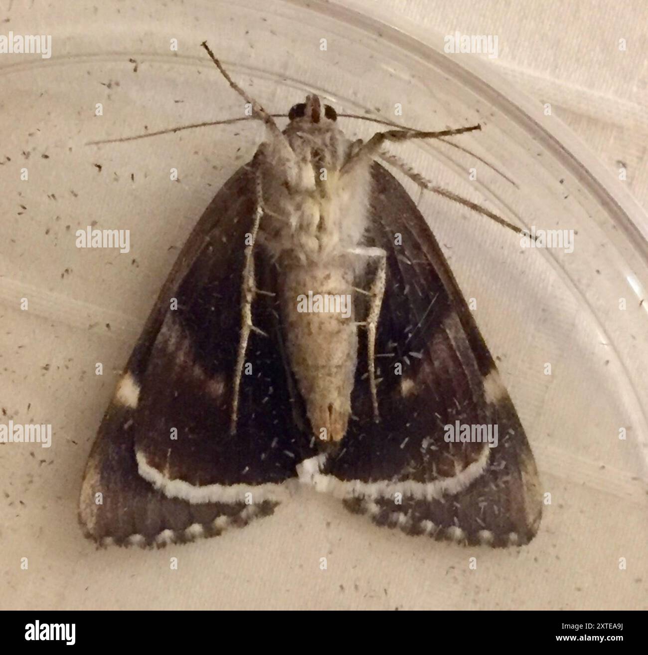 Epione Underwing (Catocala epione) Insecta Stock Photo - Alamy