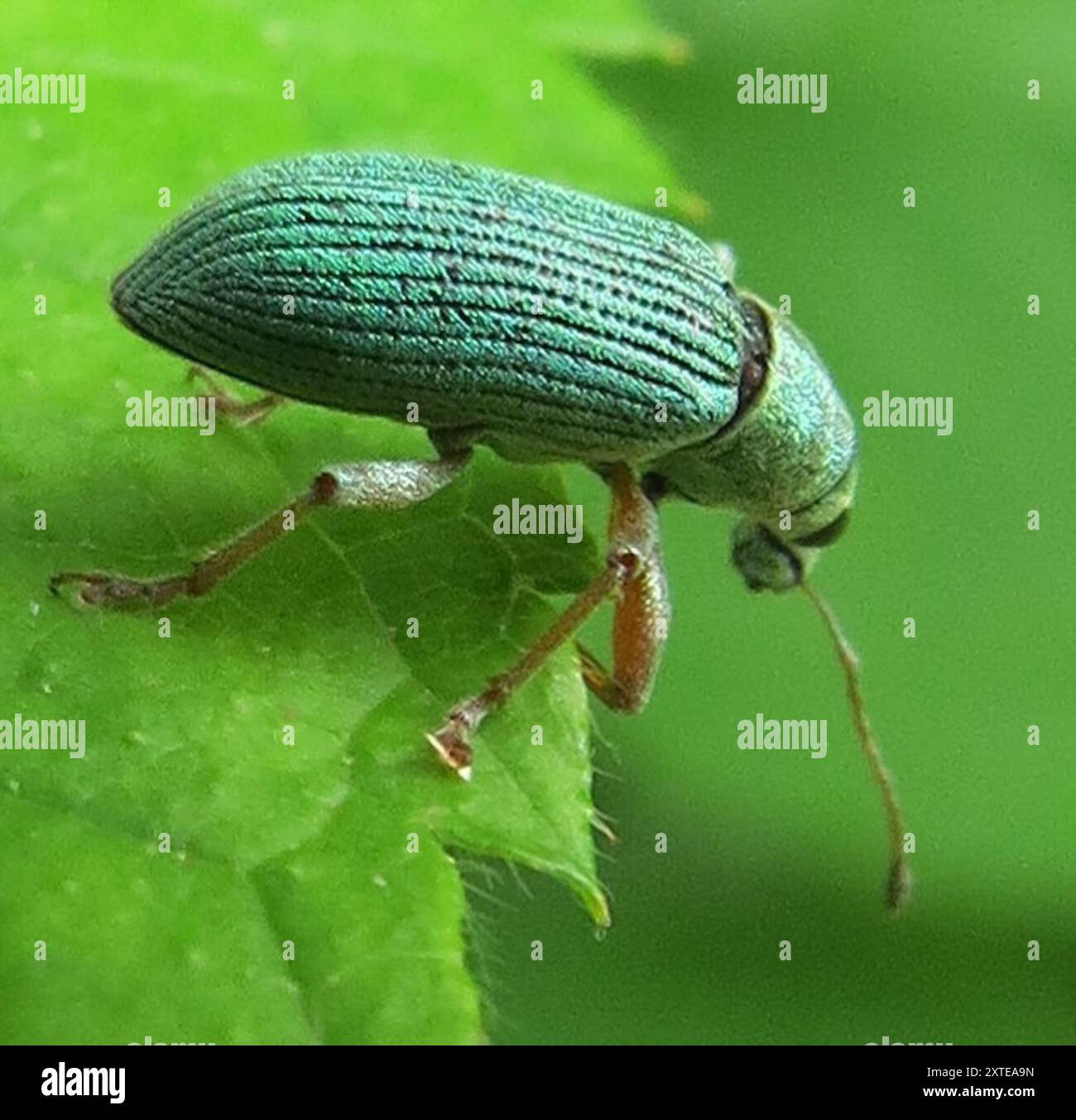 Green Immigrant Leaf Weevil (Polydrusus formosus) Insecta Stock Photo ...