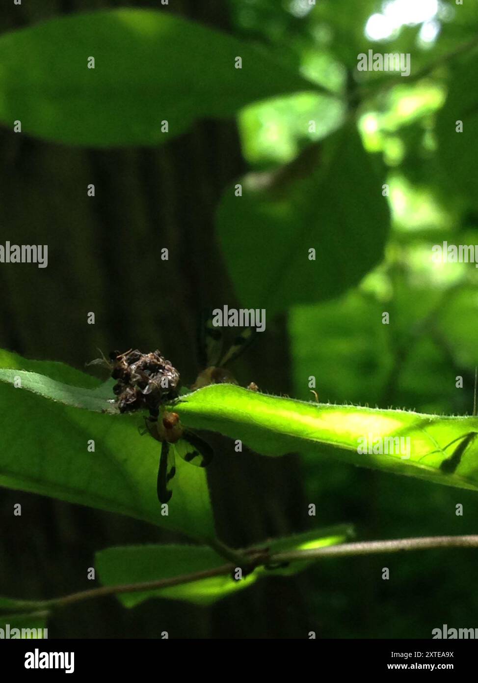 Antlered Flutter Fly (Toxonevra superba) Insecta Stock Photo - Alamy
