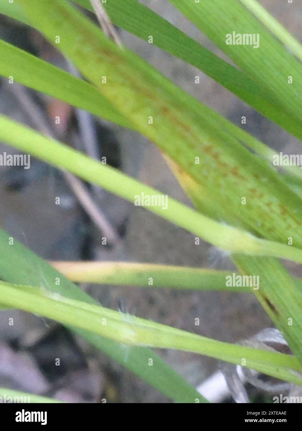 Slim-leaf Witchgrass (Dichanthelium linearifolium) Plantae Stock Photo ...
