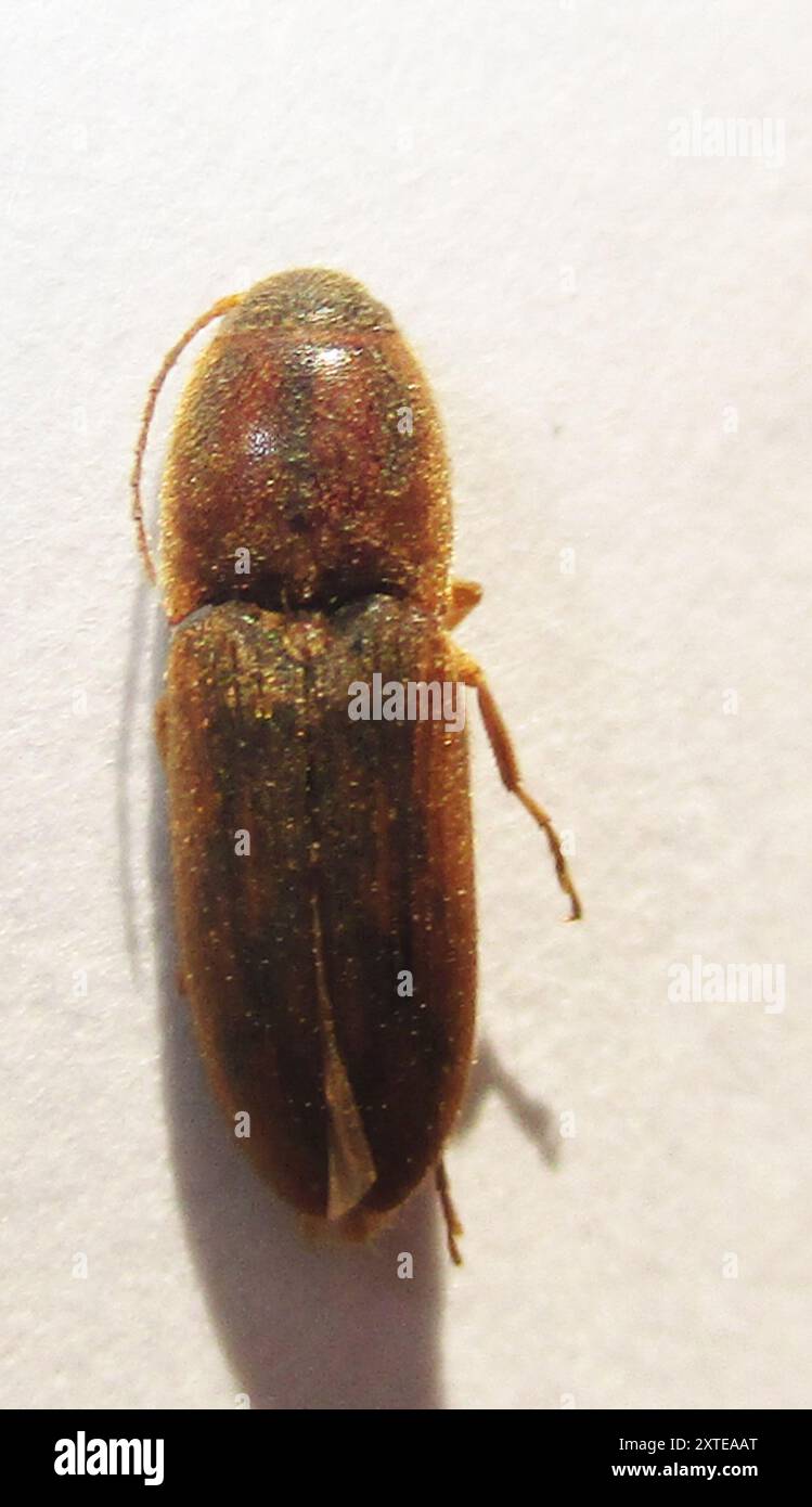 Click Beetles (Elateridae) Insecta Stock Photo - Alamy