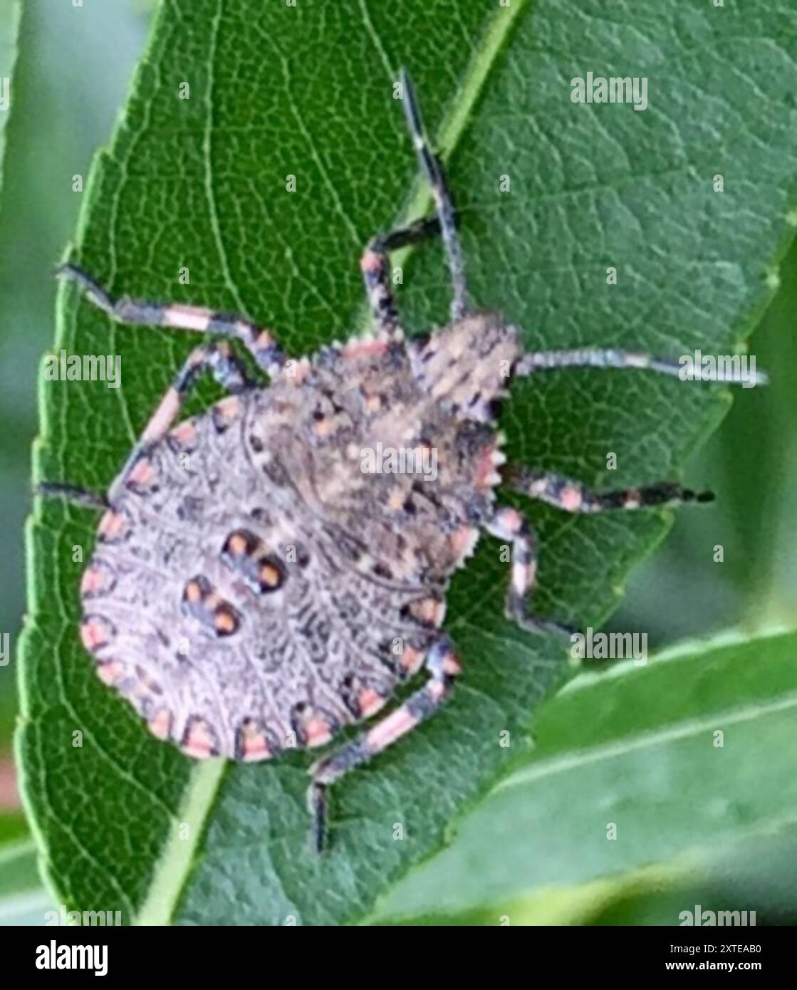 Four-humped Stink Bug (Brochymena quadripustulata) Insecta Stock Photo ...