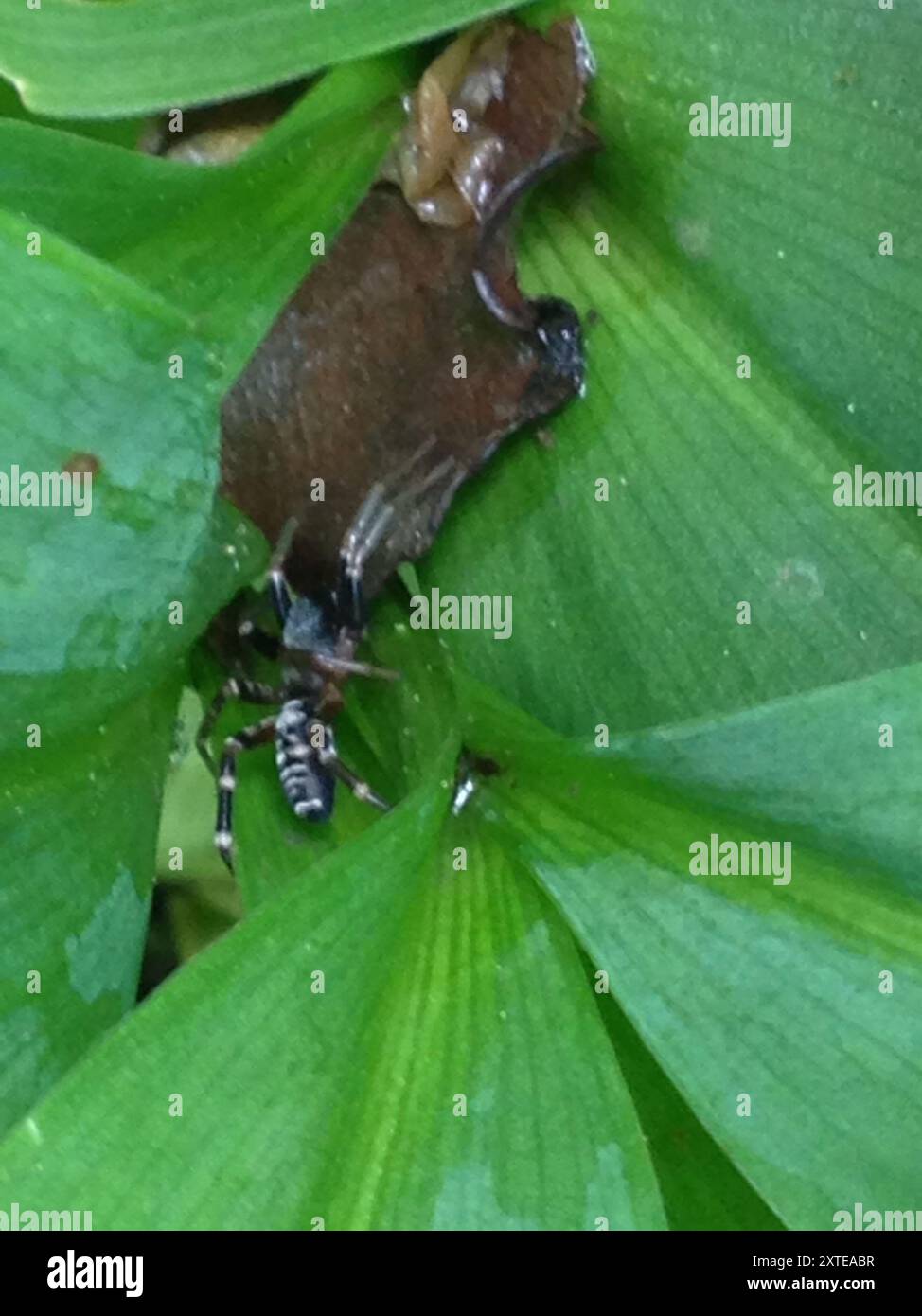 Ground and Ant-mimic Sac Spiders (Corinnidae) Arachnida Stock Photo - Alamy