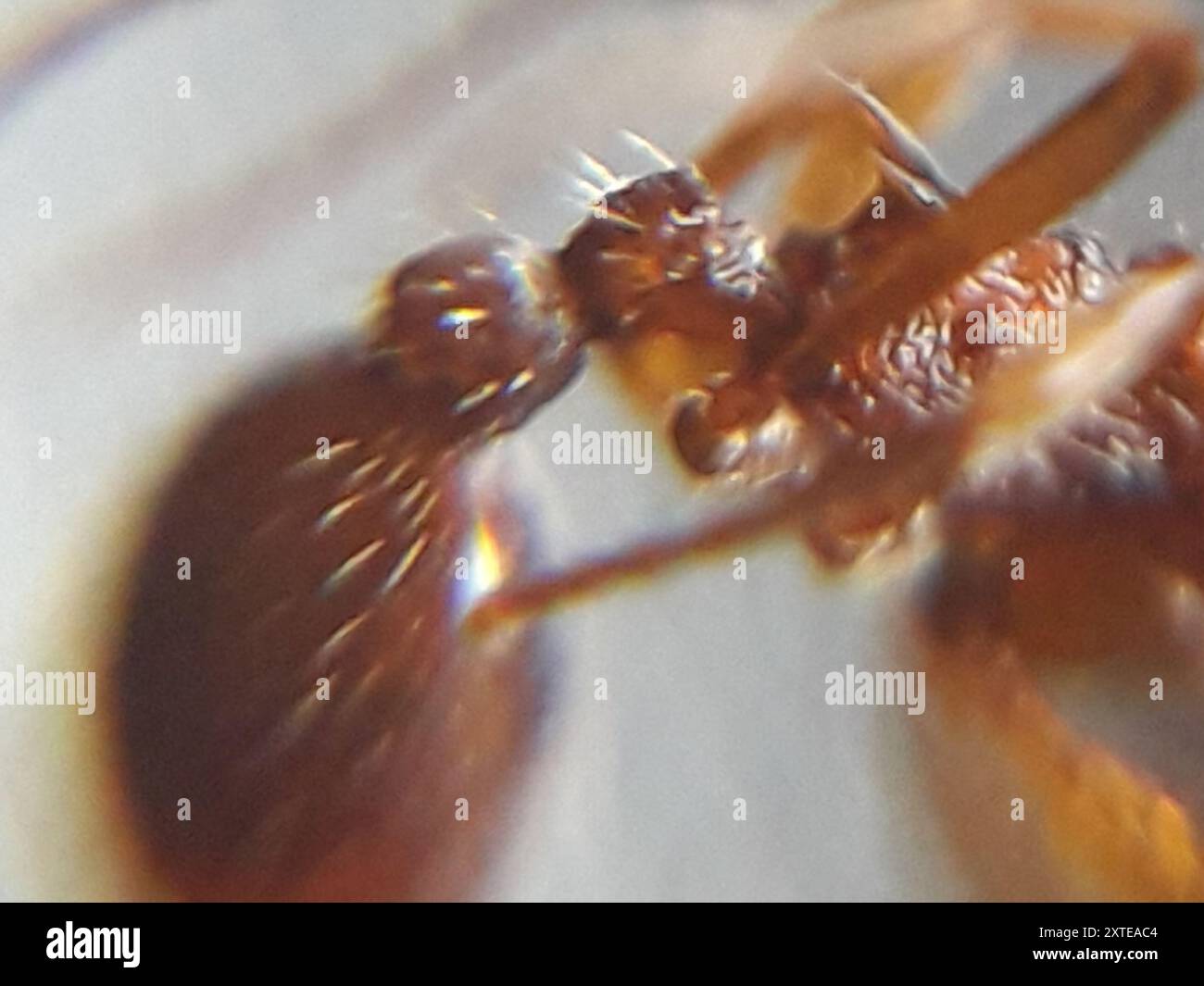 European fire ant (Myrmica rubra) Insecta Stock Photo - Alamy
