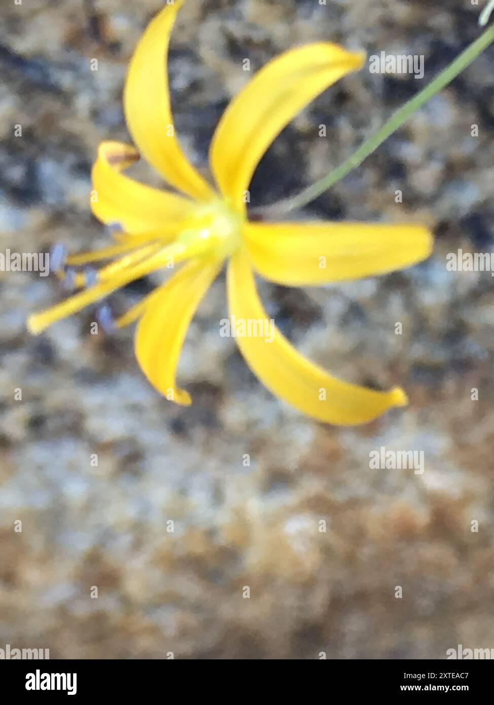goldenstar (Bloomeria crocea) Plantae Stock Photo - Alamy