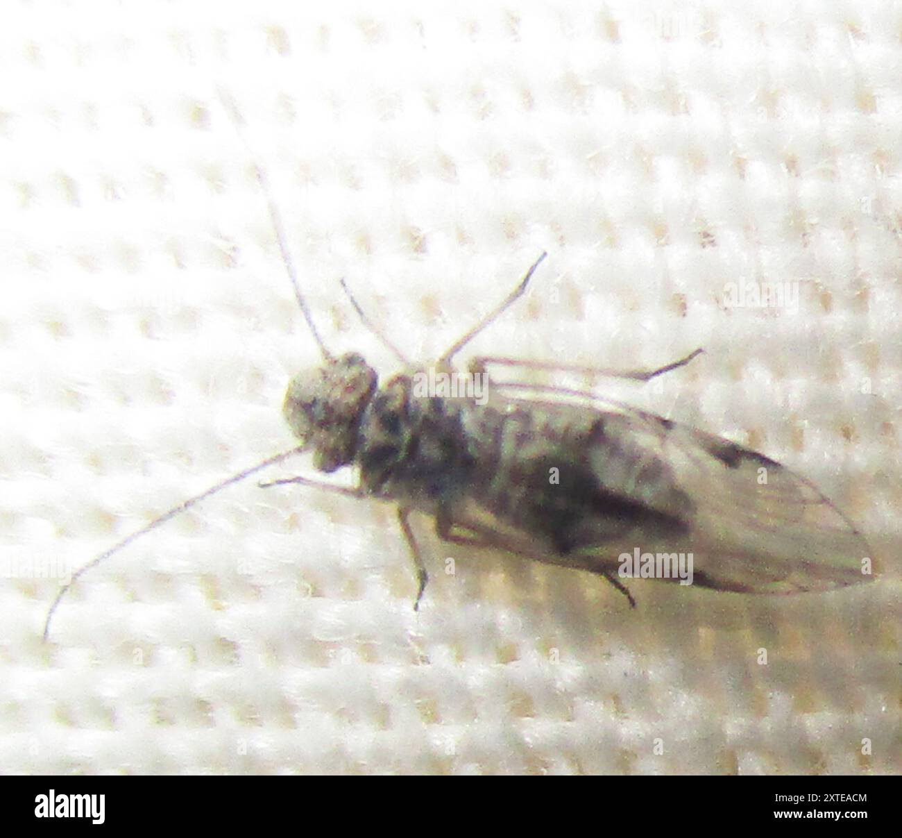 Common Barklice (Psocidae) Insecta Stock Photo - Alamy