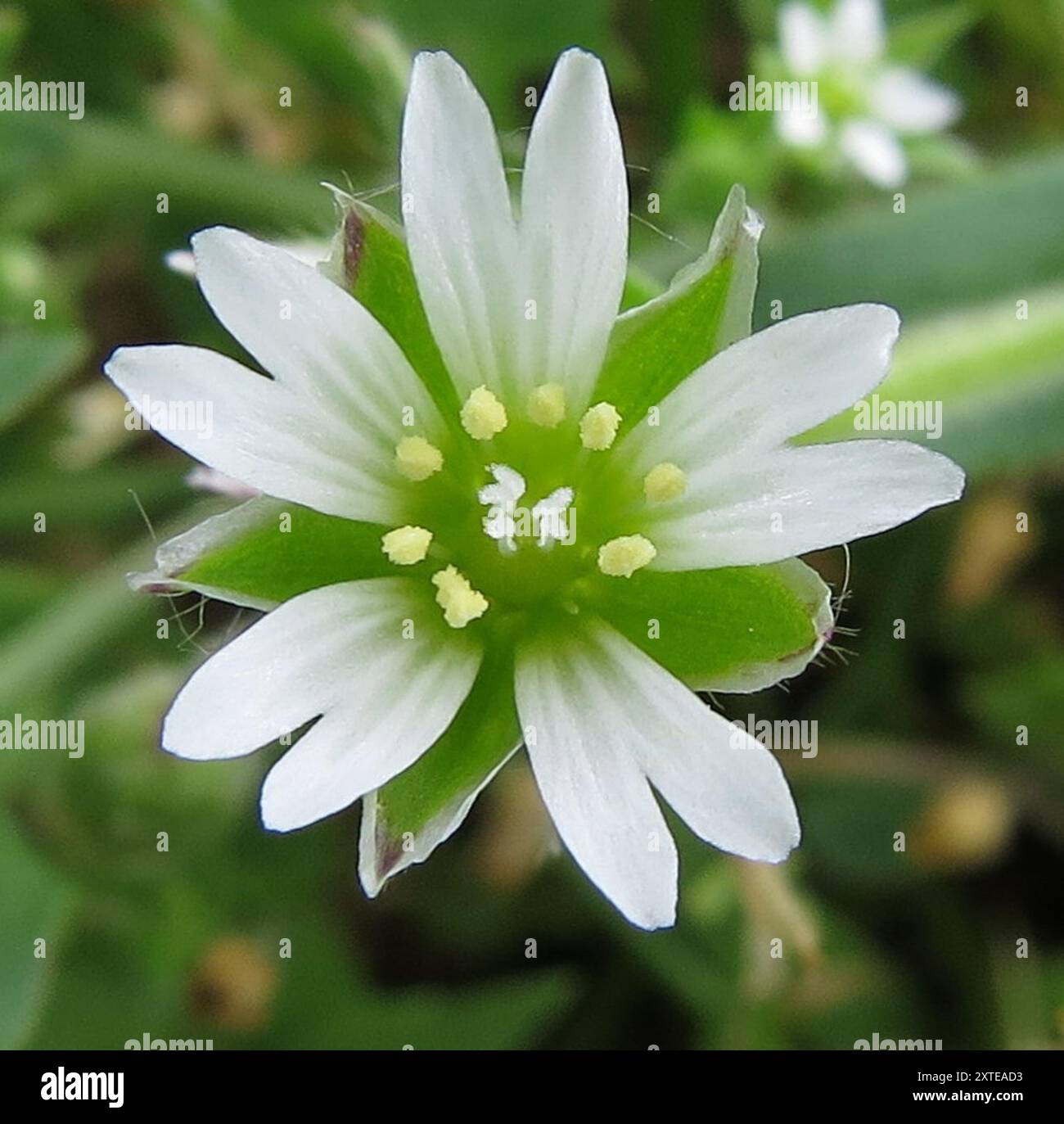 Common mouse-ear chickweed (Cerastium fontanum) Plantae Stock Photo - Alamy
