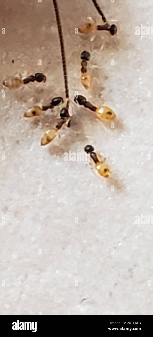 Ghost Ant (Tapinoma melanocephalum) Insecta Stock Photo - Alamy