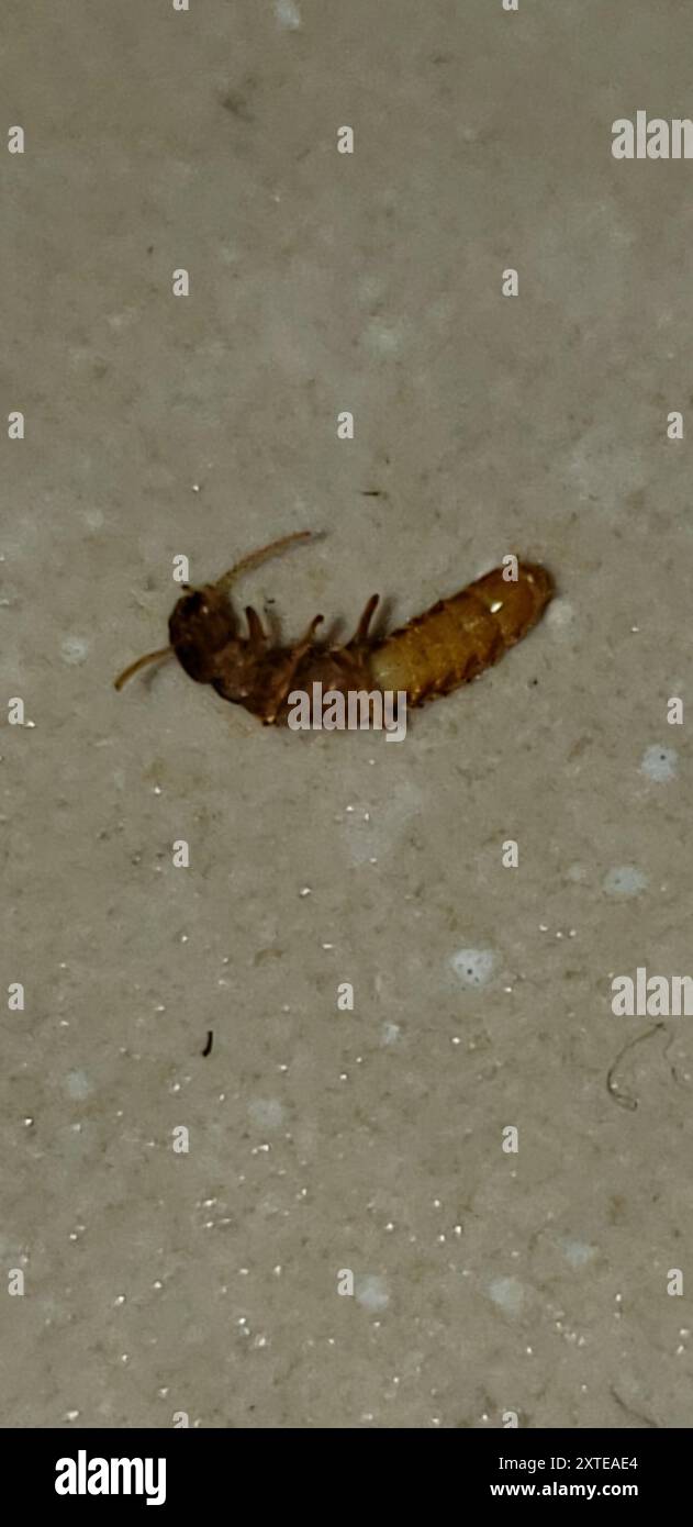 Webspinners (Embioptera) Insecta Stock Photo - Alamy