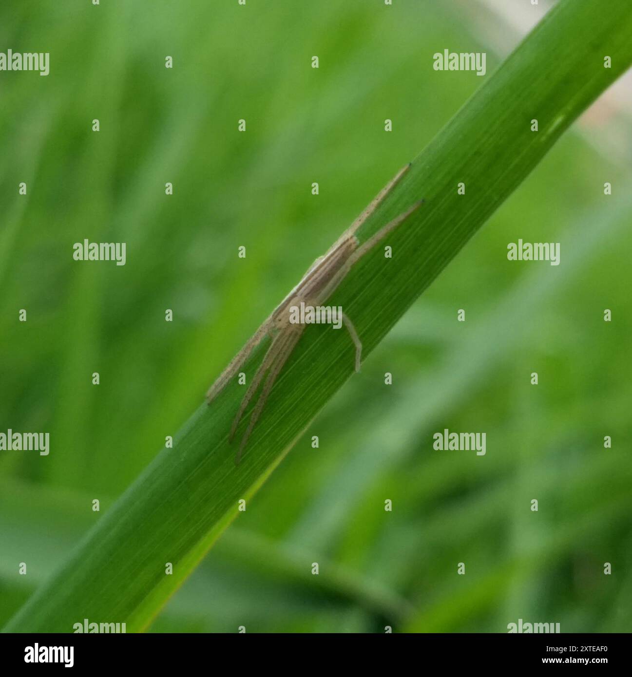 Slender Crab Spiders (Tibellus) Arachnida Stock Photo - Alamy