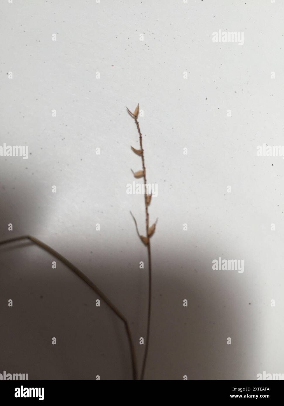 Thin-fruit Sedge (Carex flaccosperma) Plantae Stock Photo - Alamy