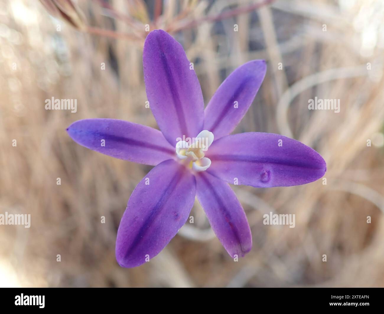 crown brodiaea (Brodiaea coronaria) Plantae Stock Photo - Alamy