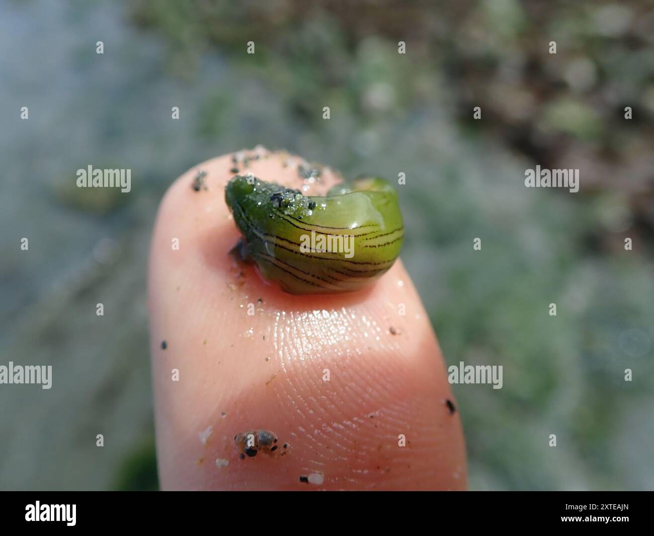Taylor's Seahare (Phyllaplysia taylori) Mollusca Stock Photo - Alamy