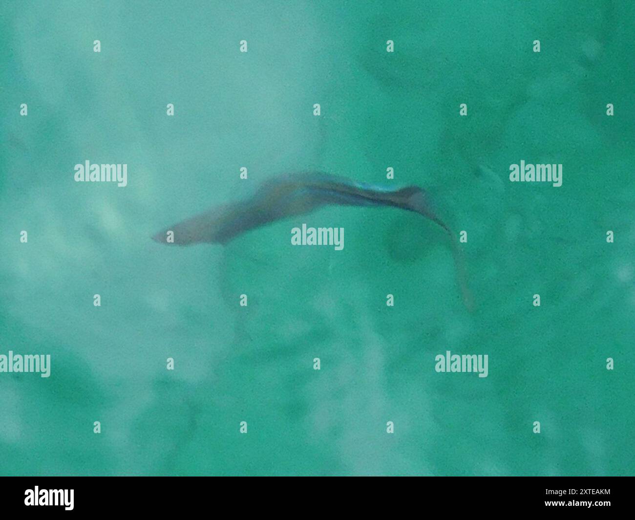 Bar Jack (Caranx ruber) Actinopterygii Stock Photo - Alamy