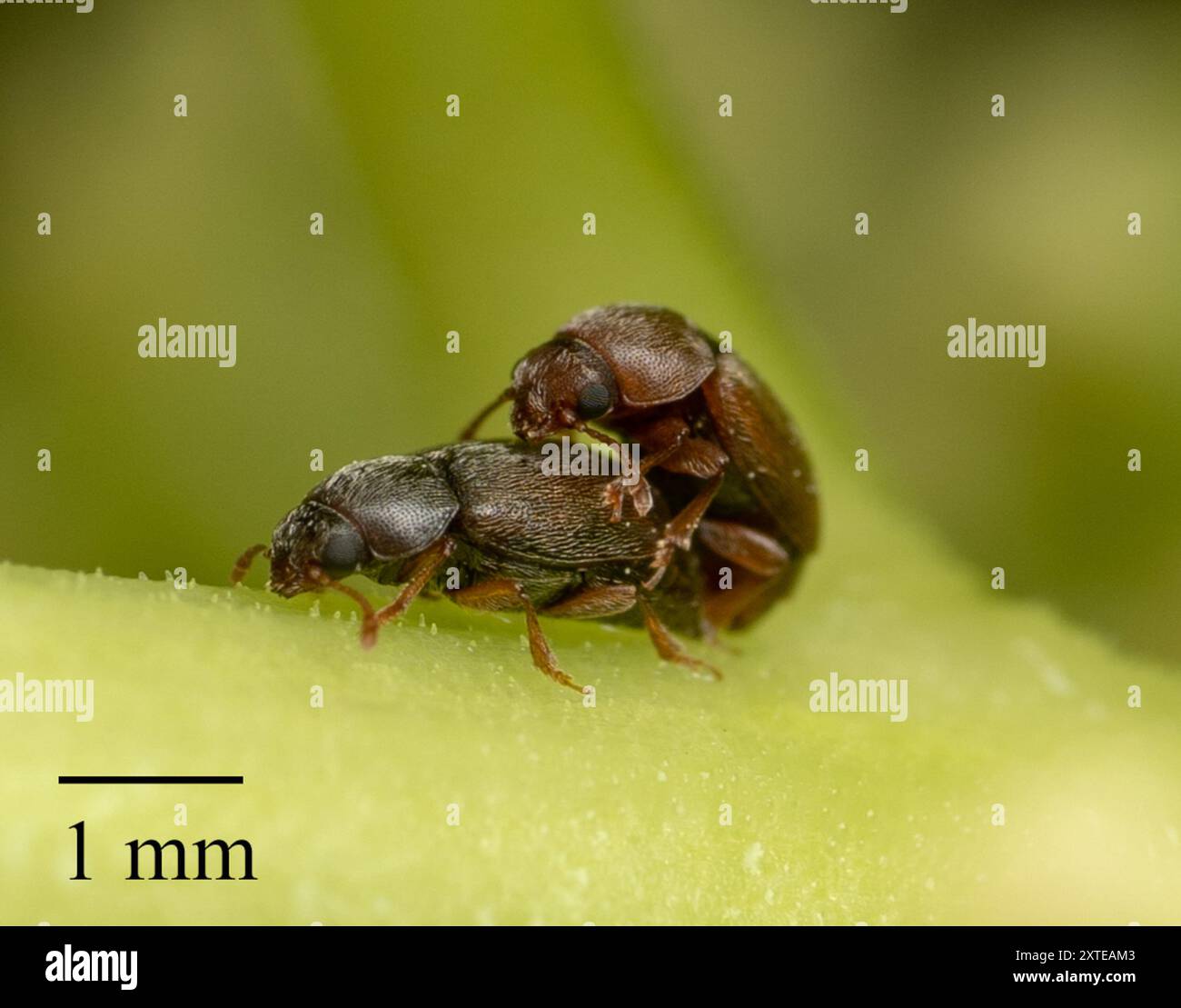 Sap-feeding Beetles (Nitidulidae) Insecta Stock Photo - Alamy