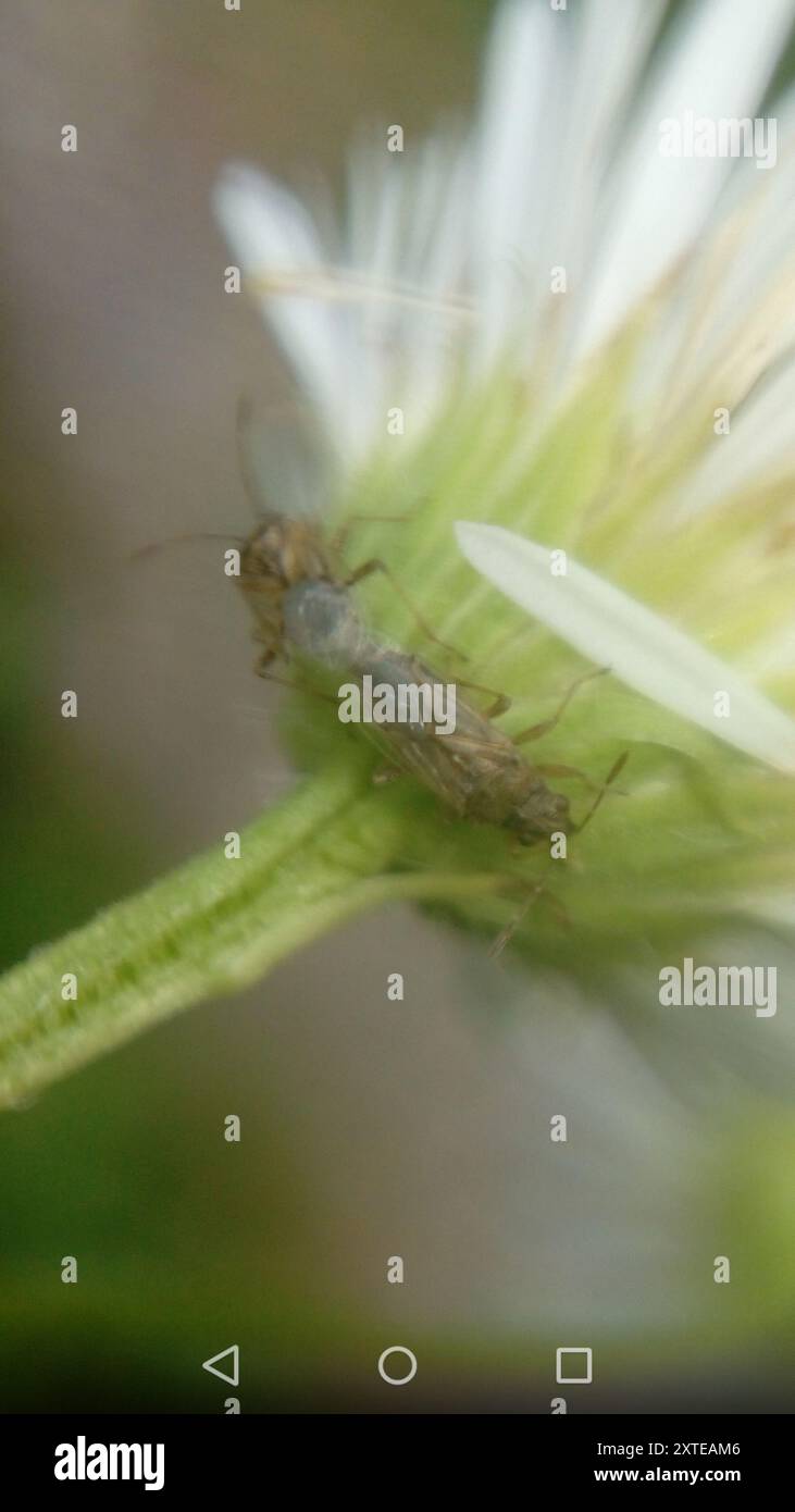 False chinch bugs (Nysius) Insecta Stock Photo - Alamy