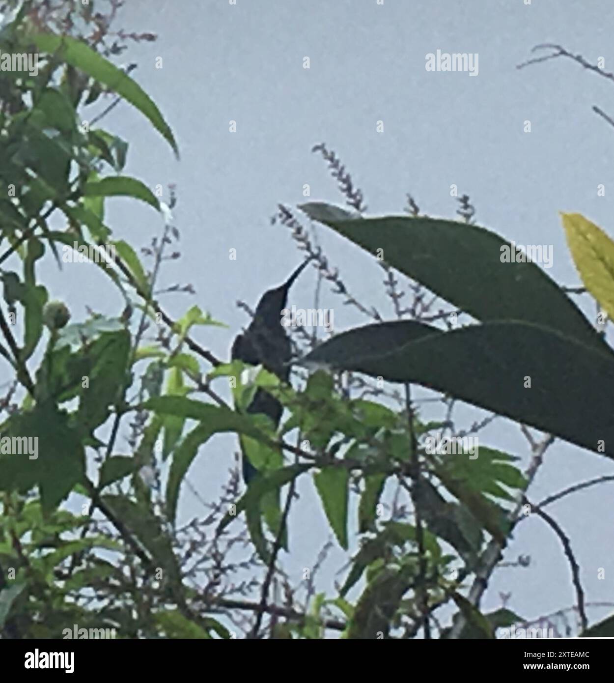 Sparkling Violetear (Colibri coruscans) Aves Stock Photo - Alamy