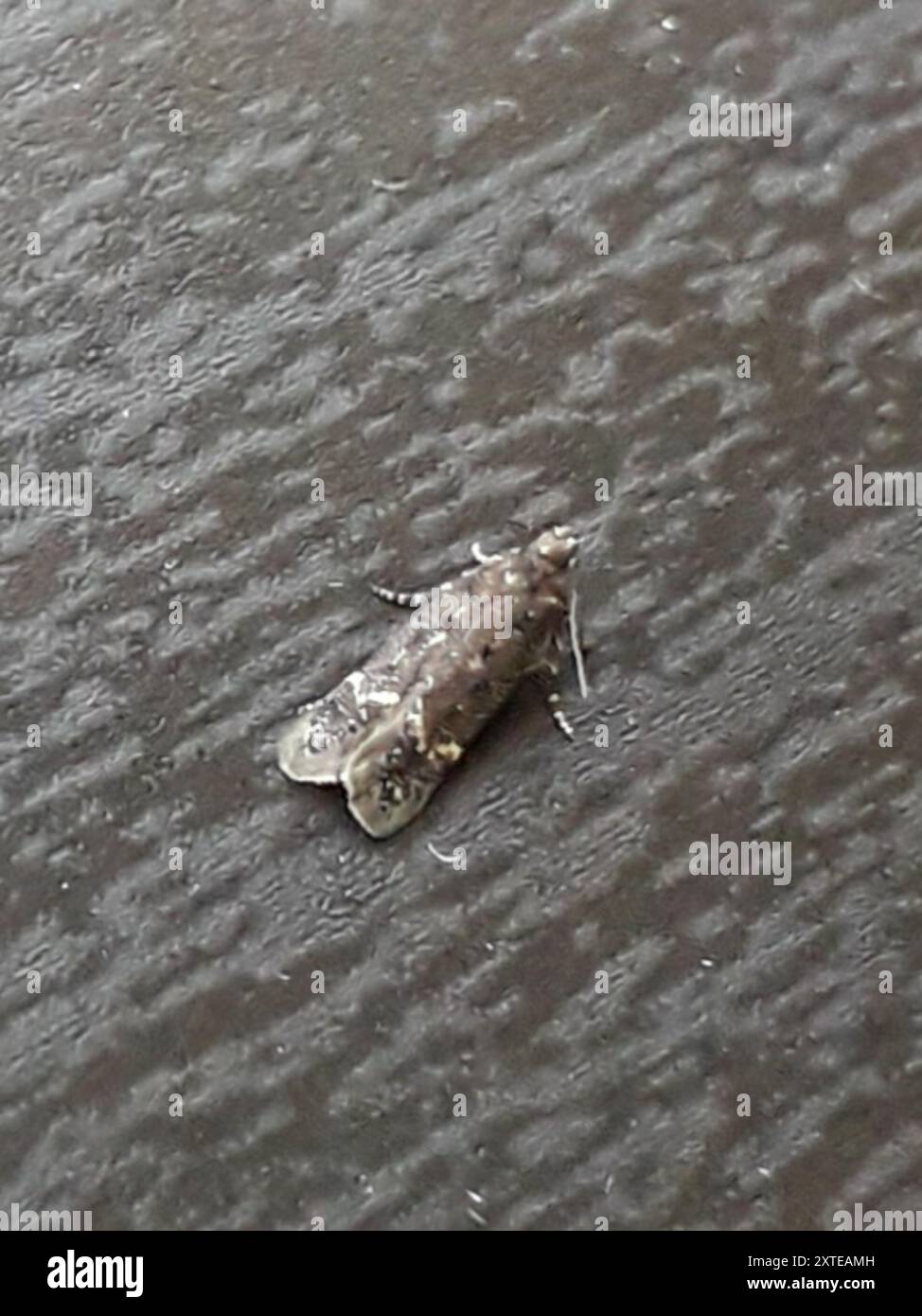 Dark Groundling (Bryotropha affinis) Insecta Stock Photo - Alamy