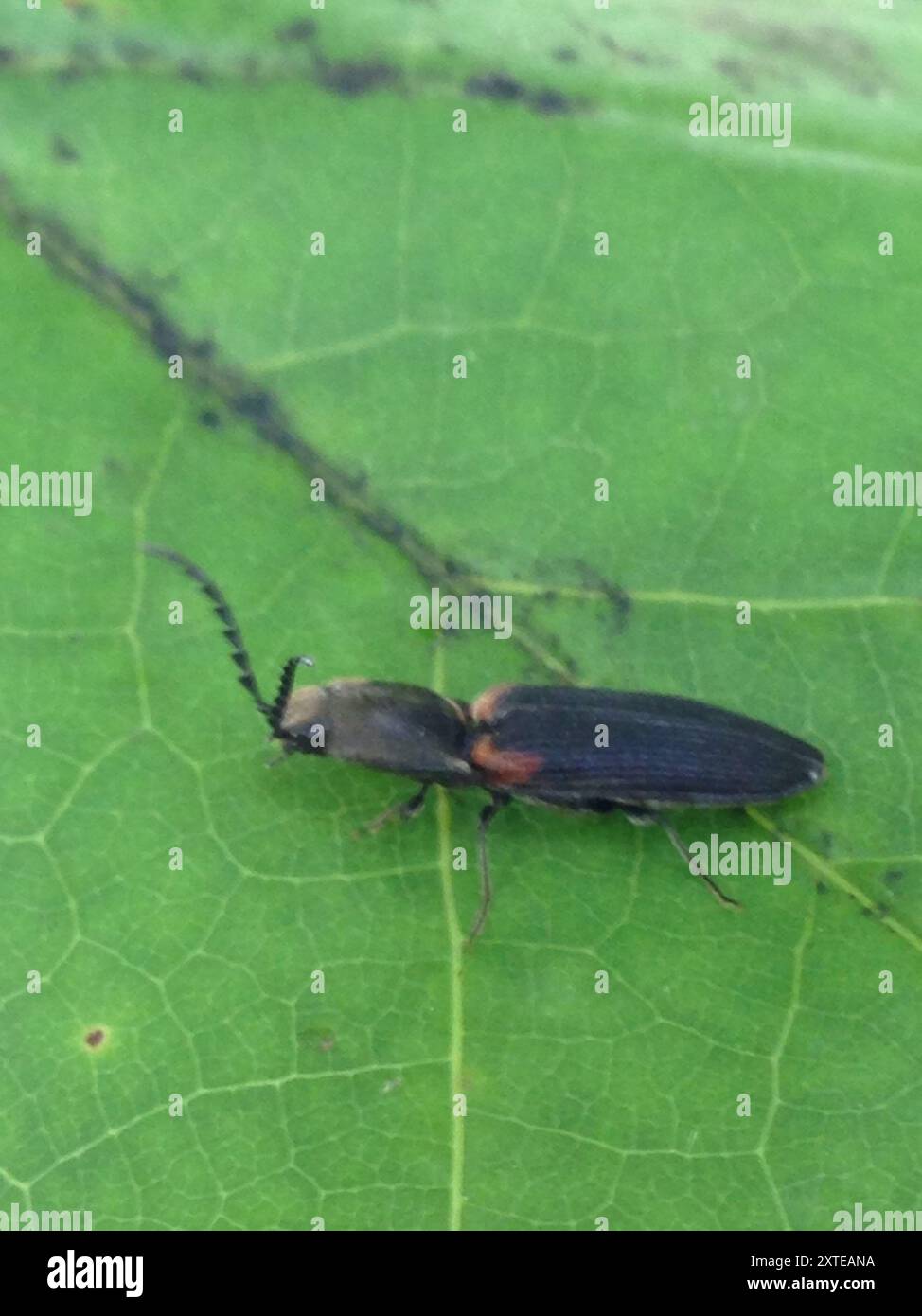 (Athous scapularis) Insecta Stock Photo - Alamy