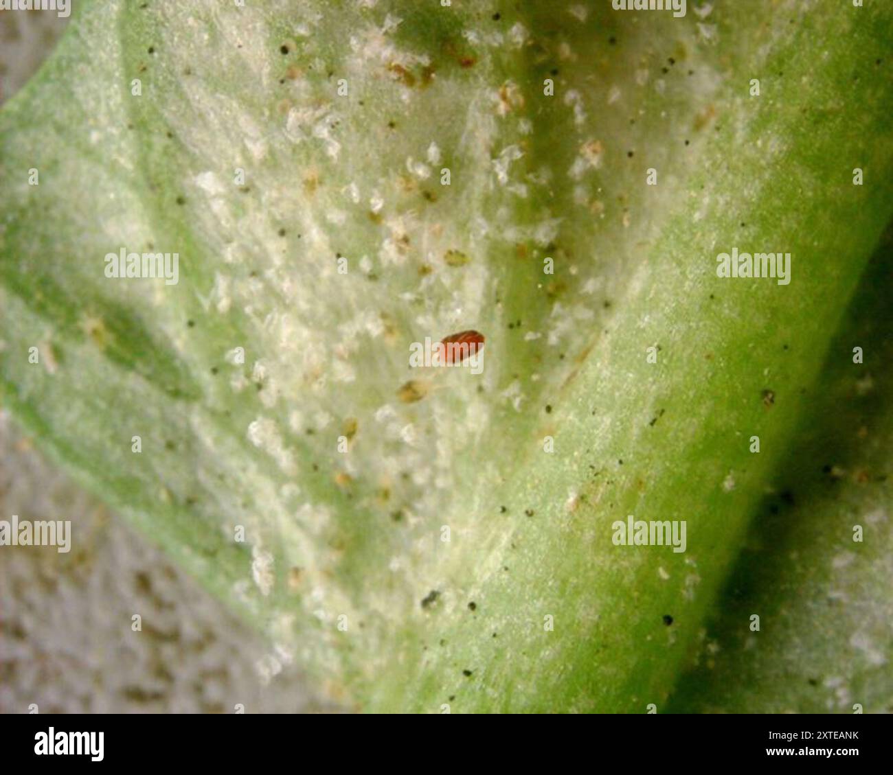 Twospotted Spider Mite (Tetranychus urticae) Arachnida Stock Photo - Alamy