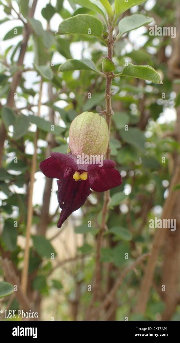 Sunbell hi-res stock photography and images - Alamy