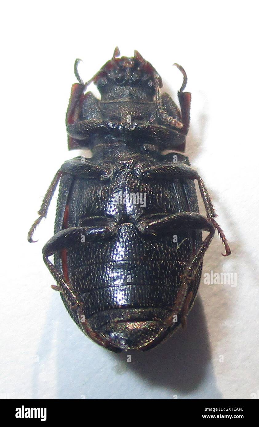 Darkling Beetles (Tenebrionidae) Insecta Stock Photo - Alamy