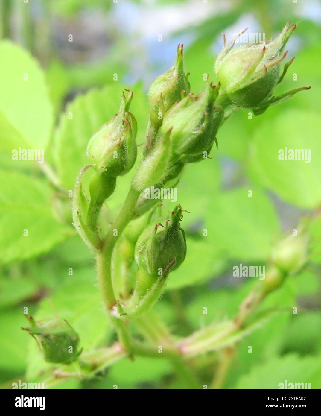 multiflora rose (Rosa multiflora) Plantae Stock Photo - Alamy