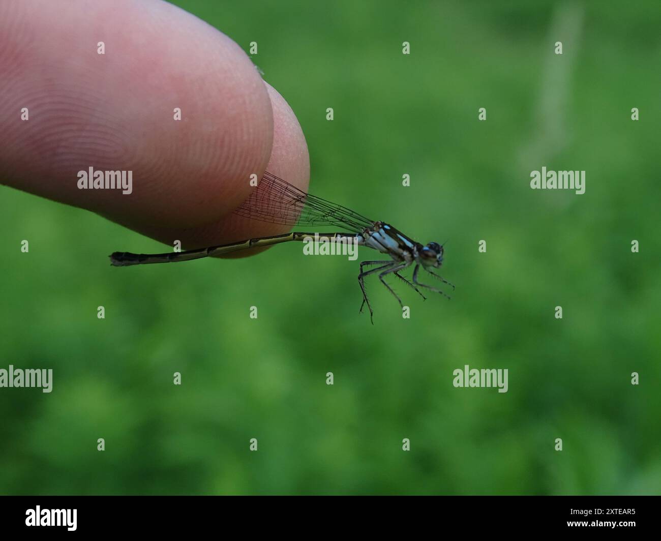 Fragile Forktail (Ischnura posita) Insecta Stock Photo - Alamy