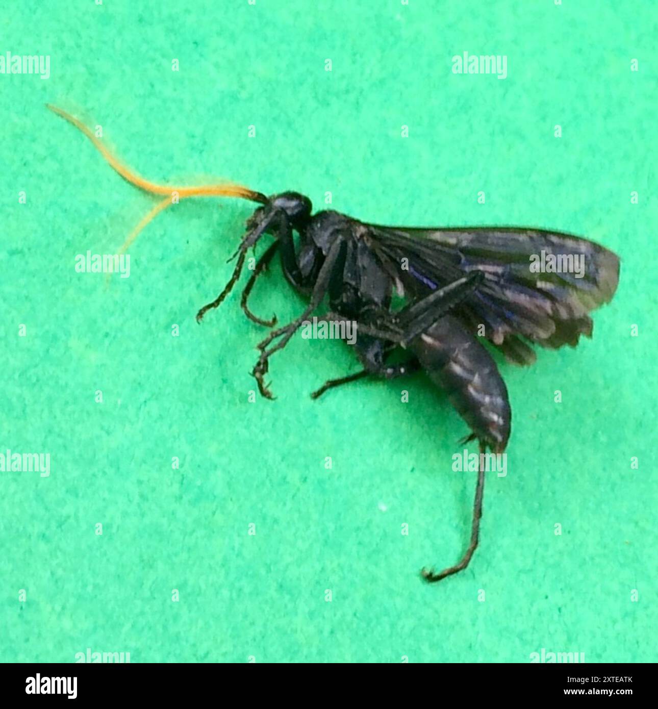 Tawny-horned Spider Wasp (Entypus fulvicornis) Insecta Stock Photo - Alamy