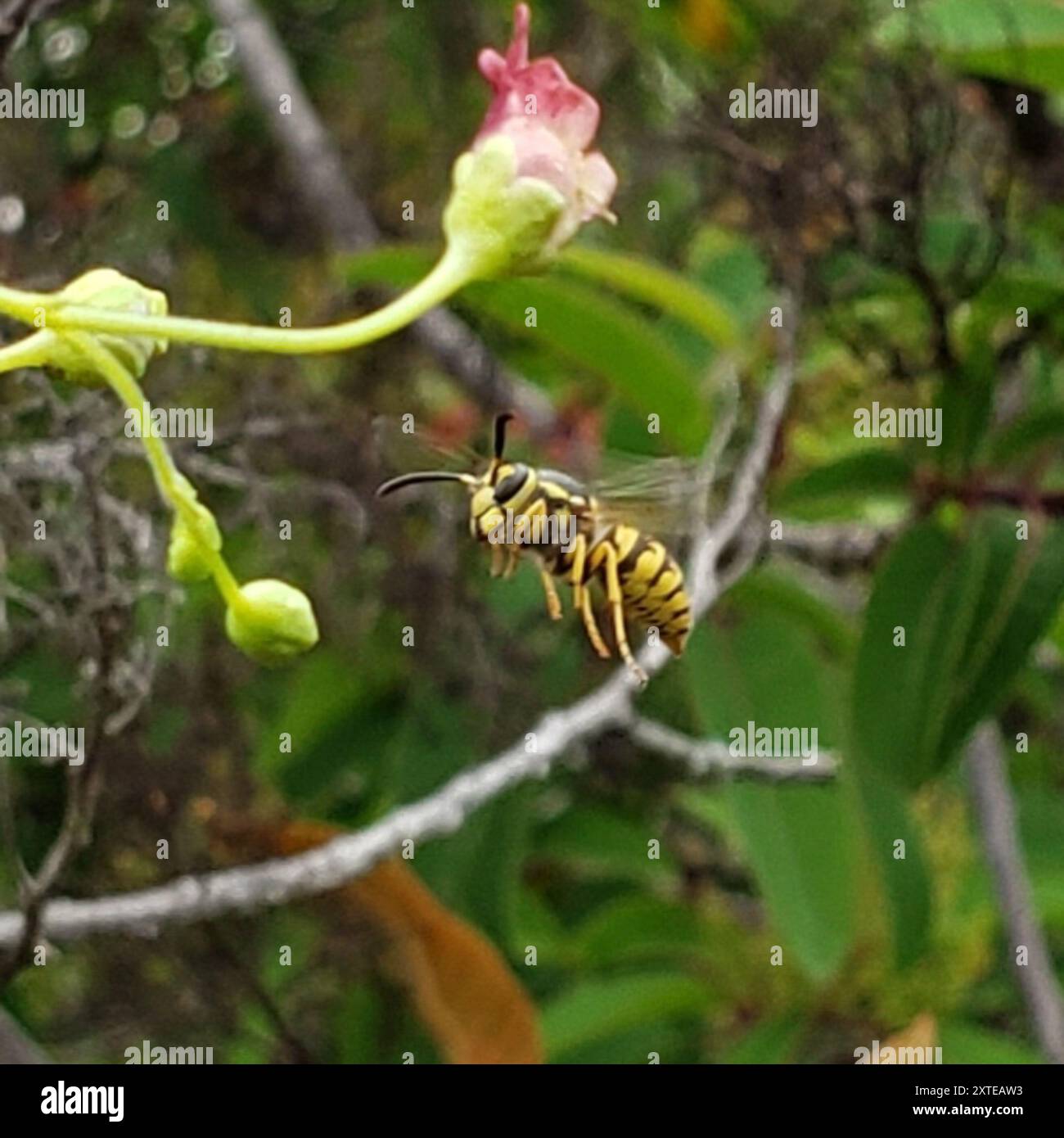 Western Yellowjacket (Vespula pensylvanica) Insecta Stock Photo - Alamy